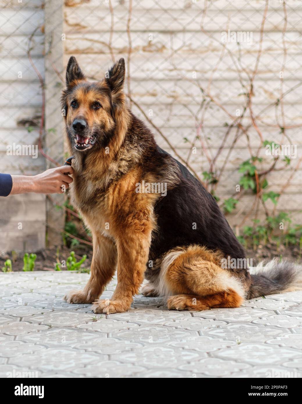 Man combs out fur of a German Shepherd dog, grooming process. Vertical ...