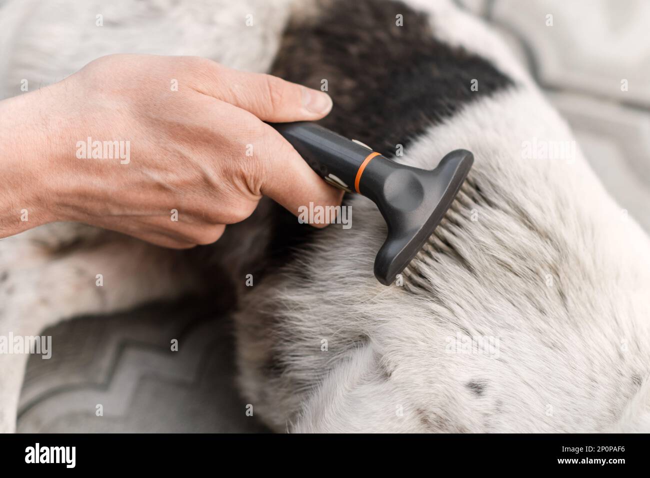 Man combing dog hi-res stock photography and images - Alamy