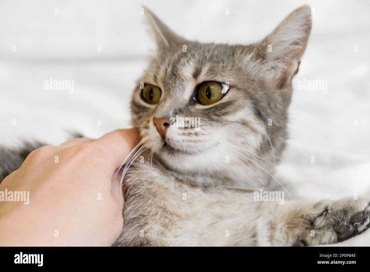 Cat being petted hi-res stock photography and images - Alamy