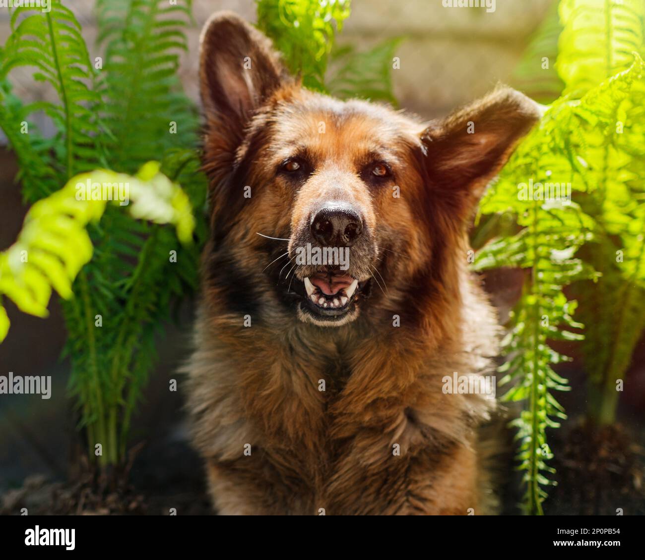 German Shepherd dog is sitting in fern, looking at the camera smiling ...
