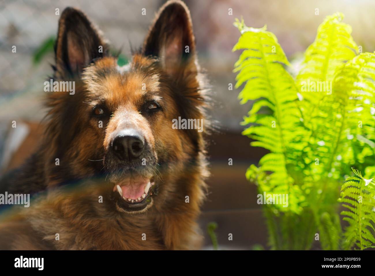 German Shepherd dog is sitting in fern, beauthiful lens flare across ...