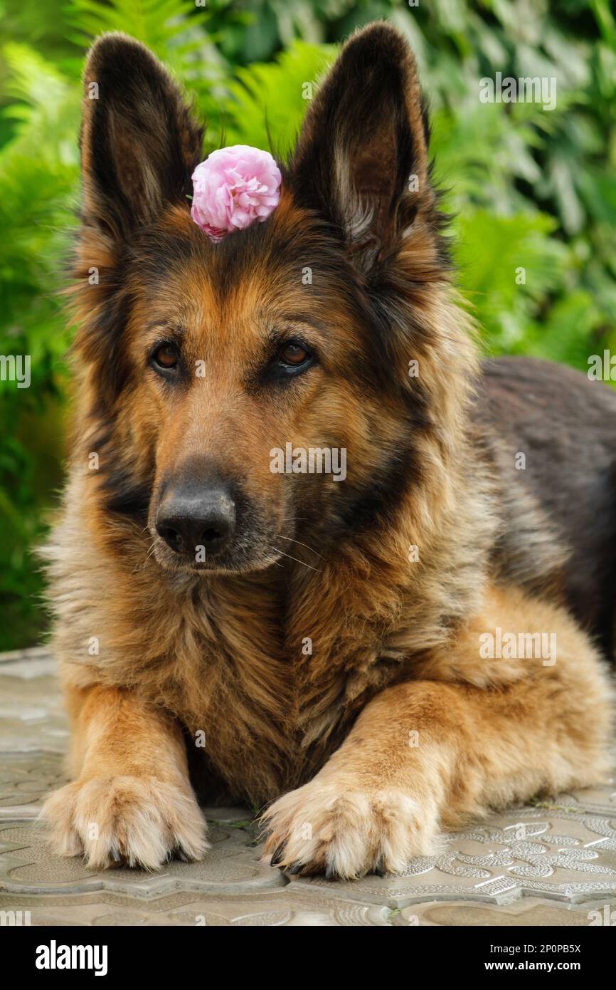 Portrait of a German Shepherd dog with rose flower behind her ear lying ...