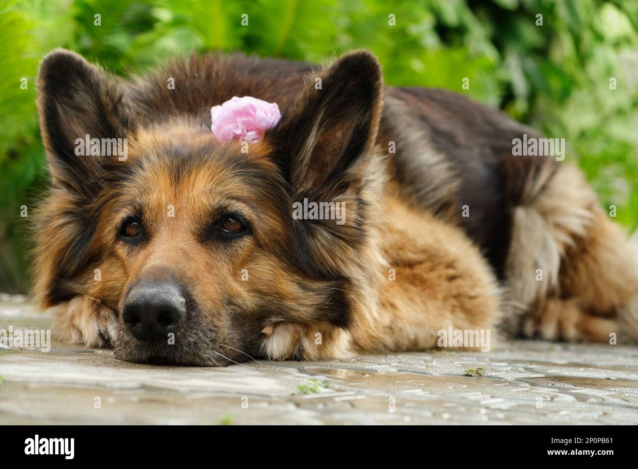 Portrait of a German Shepherd dog with rose flower behind her ear lying ...
