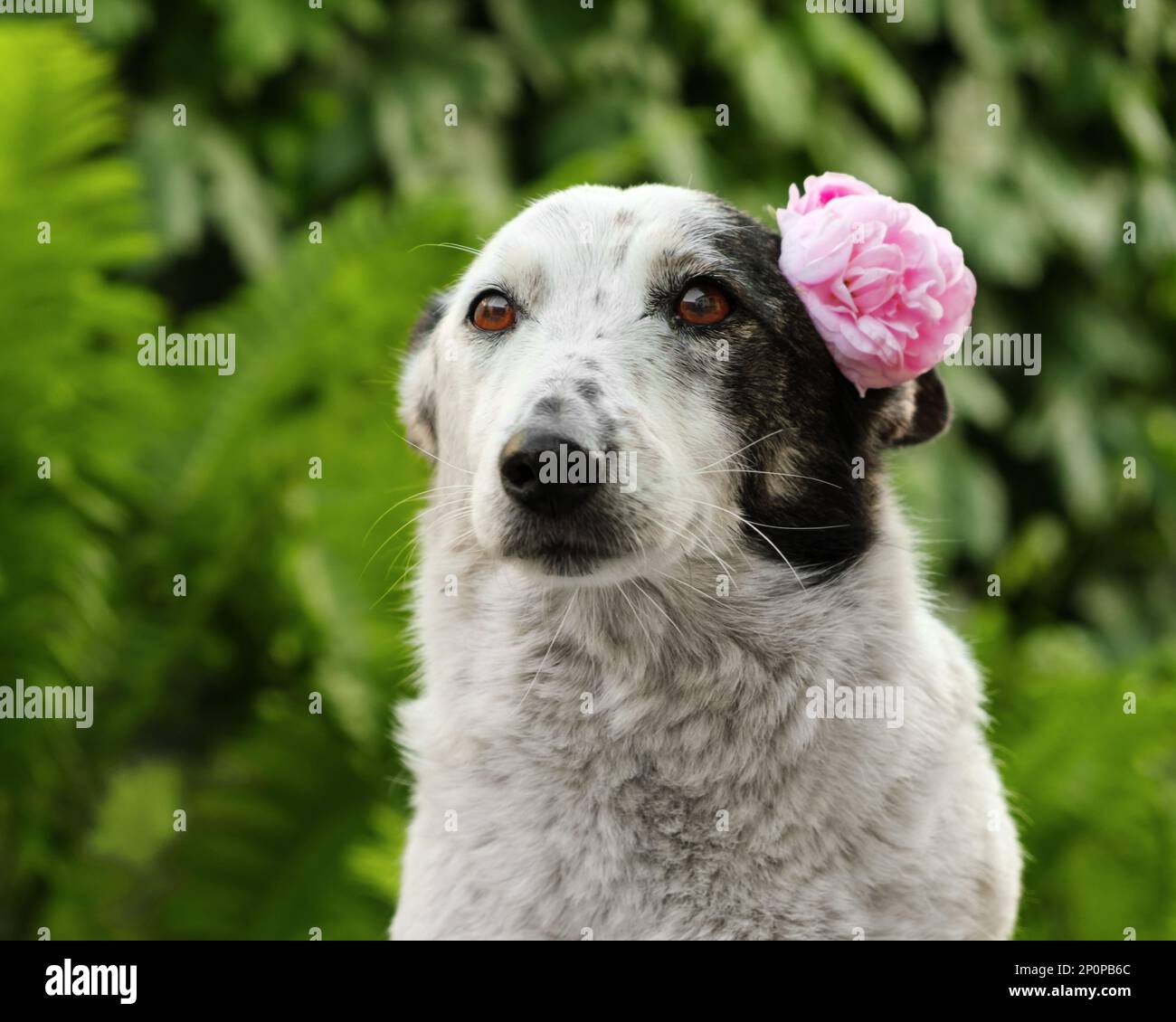 Portrait of a dog with rose flower behind her ear lying on pavement ...