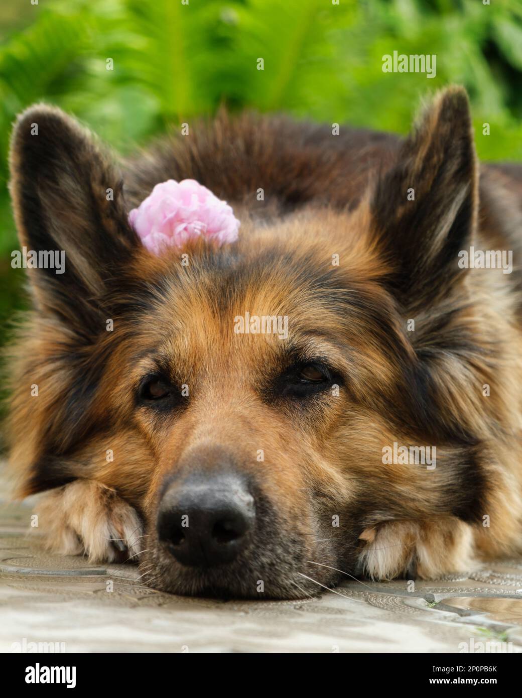Close up portrait of a German Shepherd dog with rose flower behind her ...