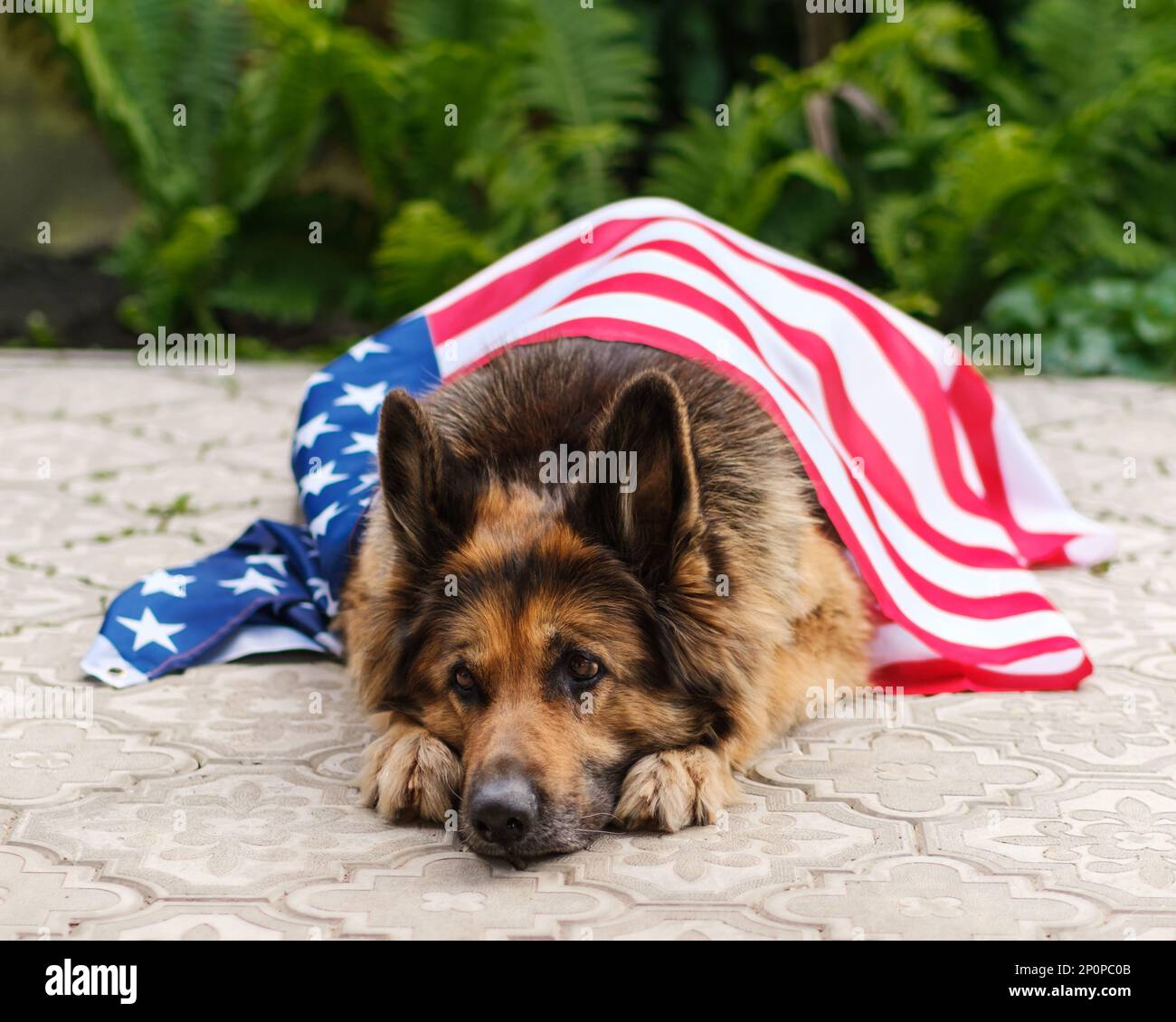 German Shepherd is lying, sad, waiting her owner to come home. Dog is ...