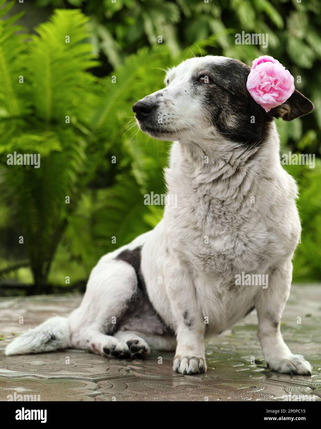 Portrait of a dog with rose flower behind her ear lying on pavement ...