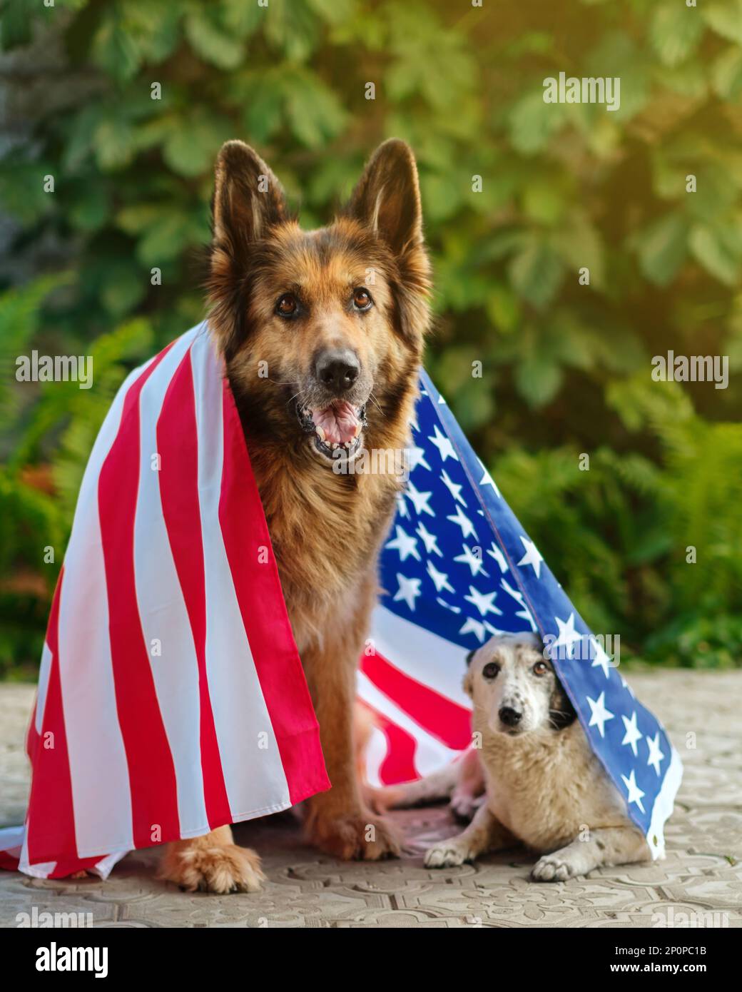 Two dogs sit covered with an American flag Stock Photo - Alamy