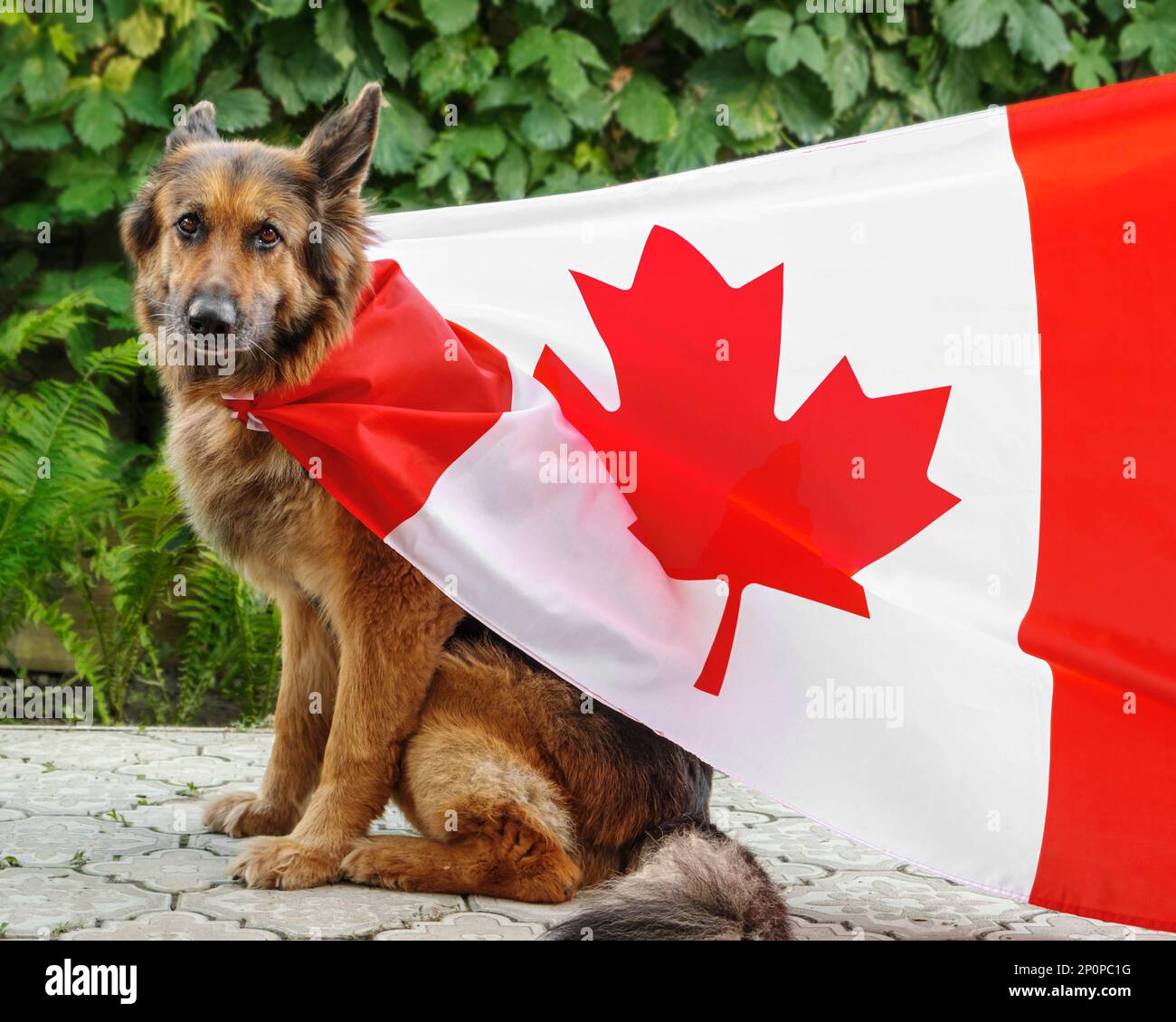 German Shepherd dog is sitting wrapped in a Canadian flag. Flag is ...