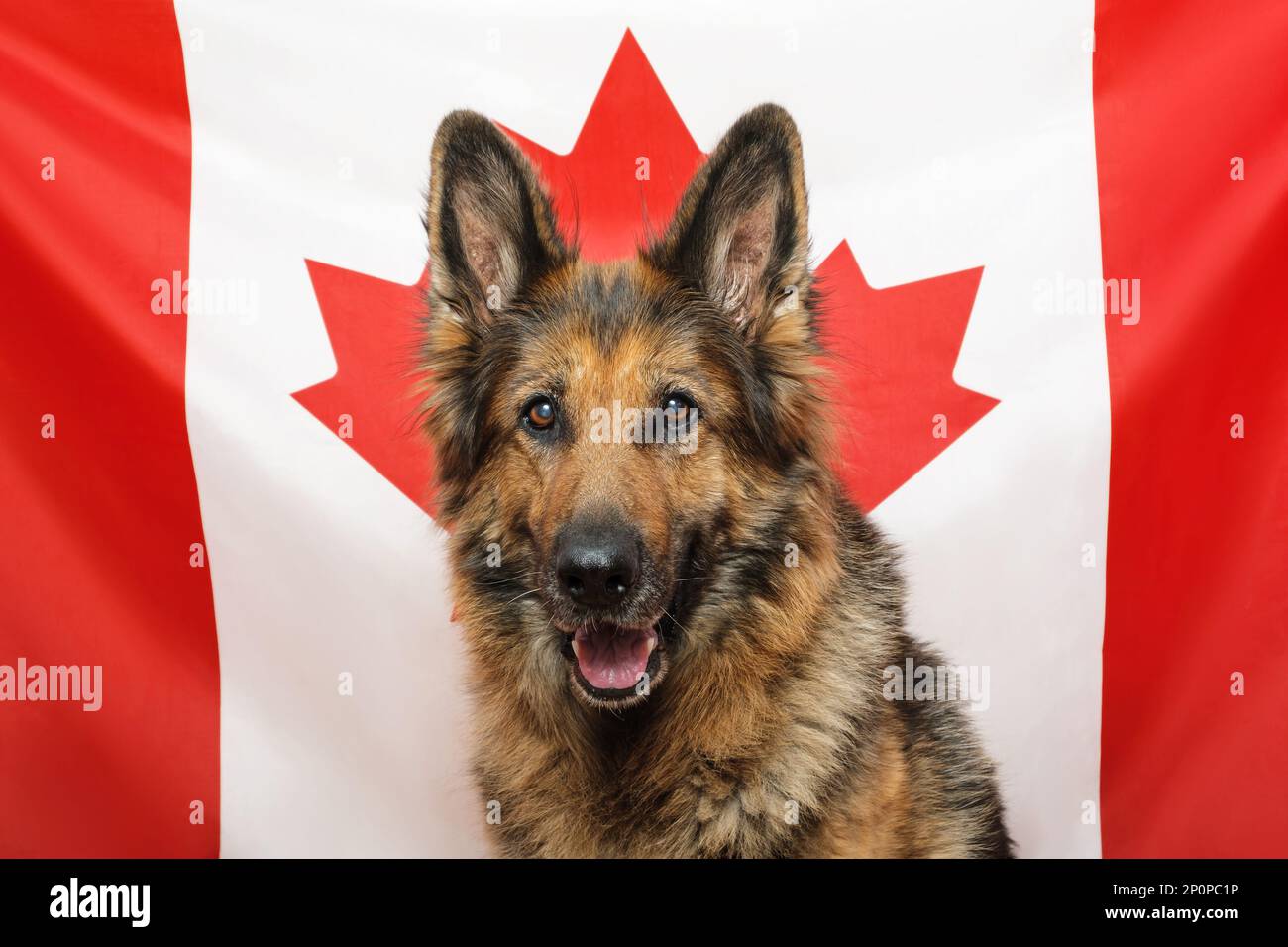 Portrait of a German Shepherd dog looking at the camera, Canadian flag ...
