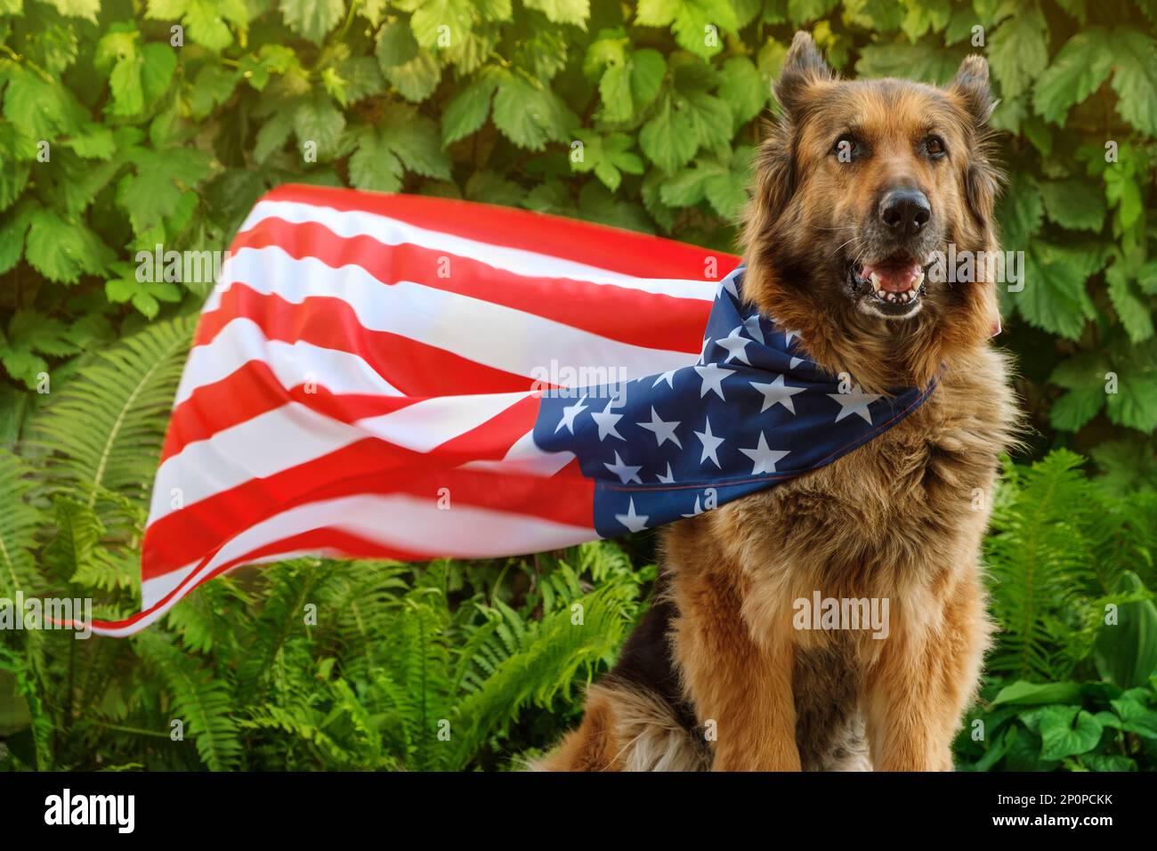 German Shepherd dog is sitting wrapped in an American flag, looking at ...