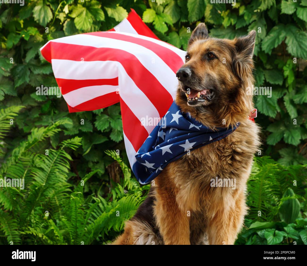 German Shepherd dog is sitting covered with an American flag, looking ...