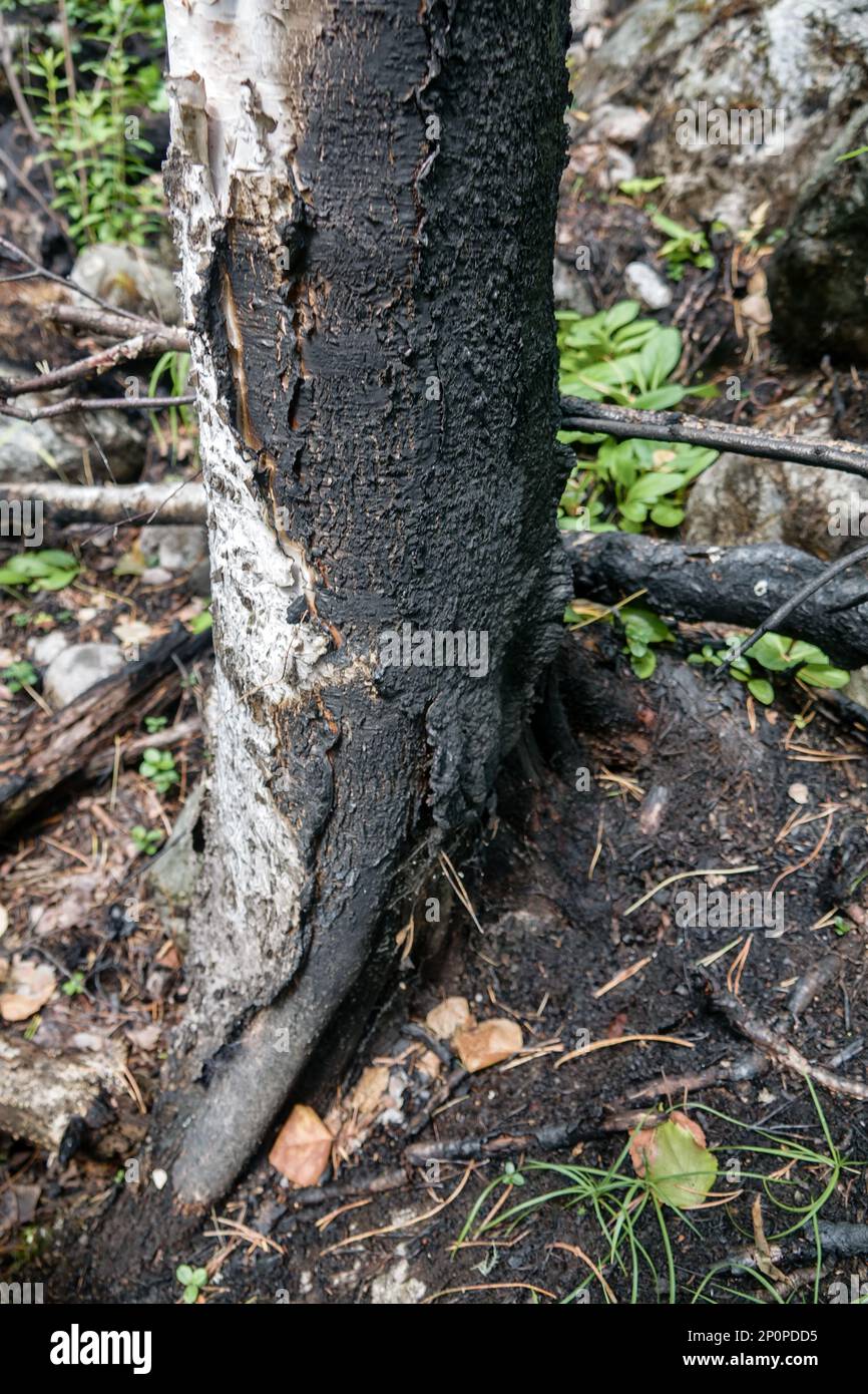Fire-damaged forest boreal forests. Burnt boreal forests. Wildfire low ...
