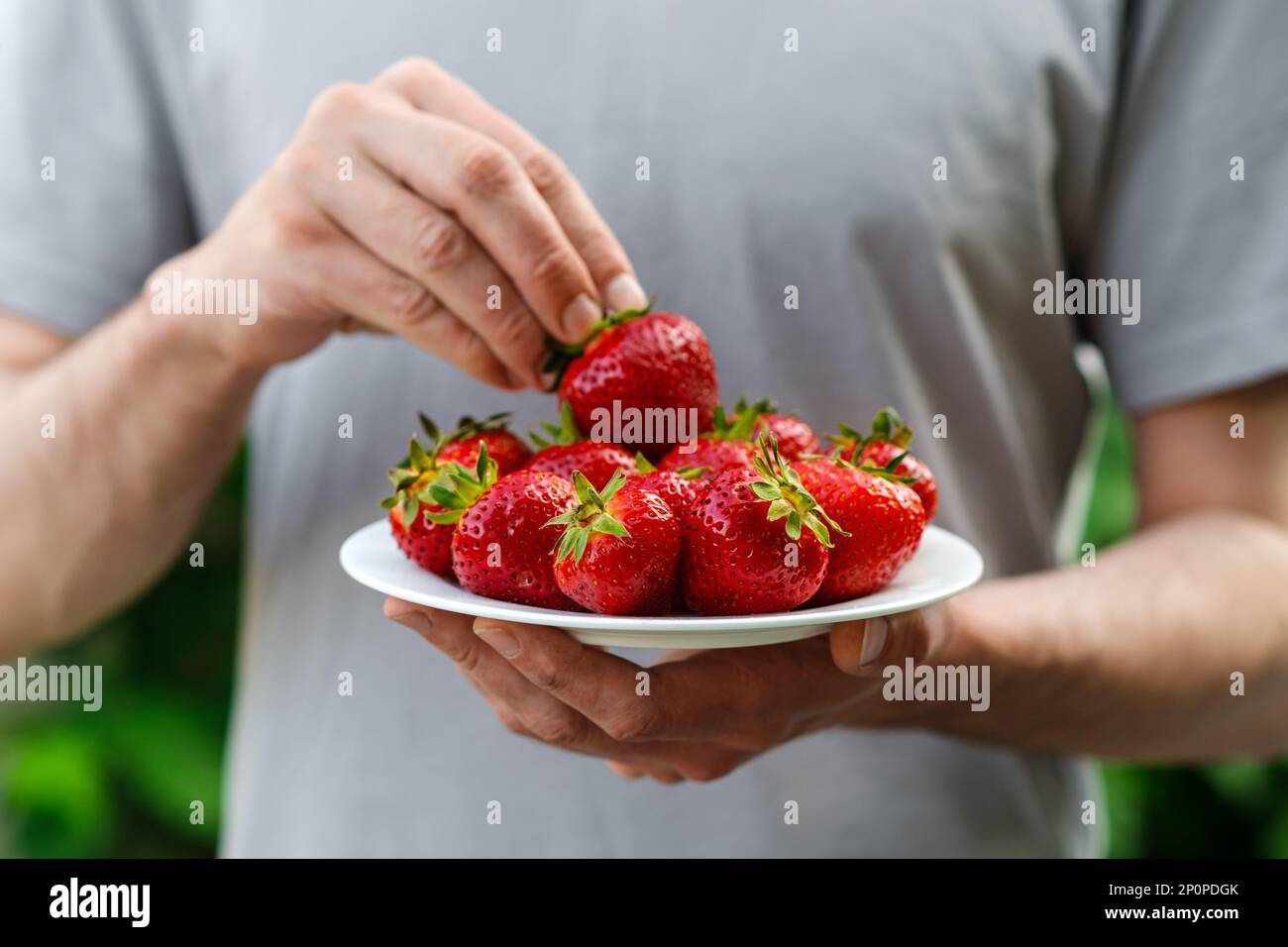 Man is holding a plate with homegrown big strawberries, picking up one ...