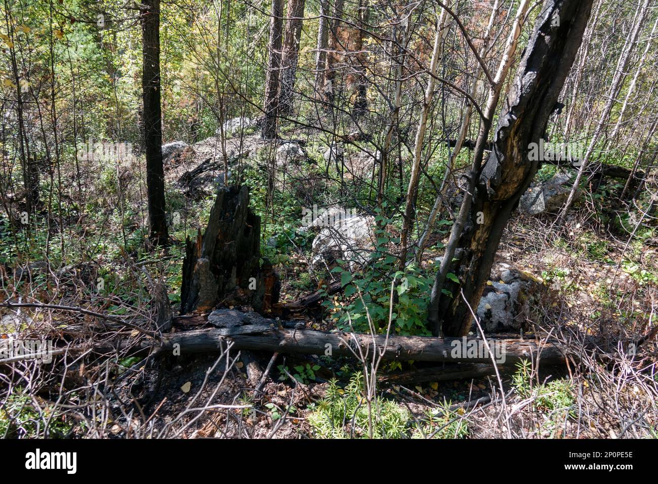 Fire-damaged forest boreal forests. Burnt boreal forests. Wildfire low ...