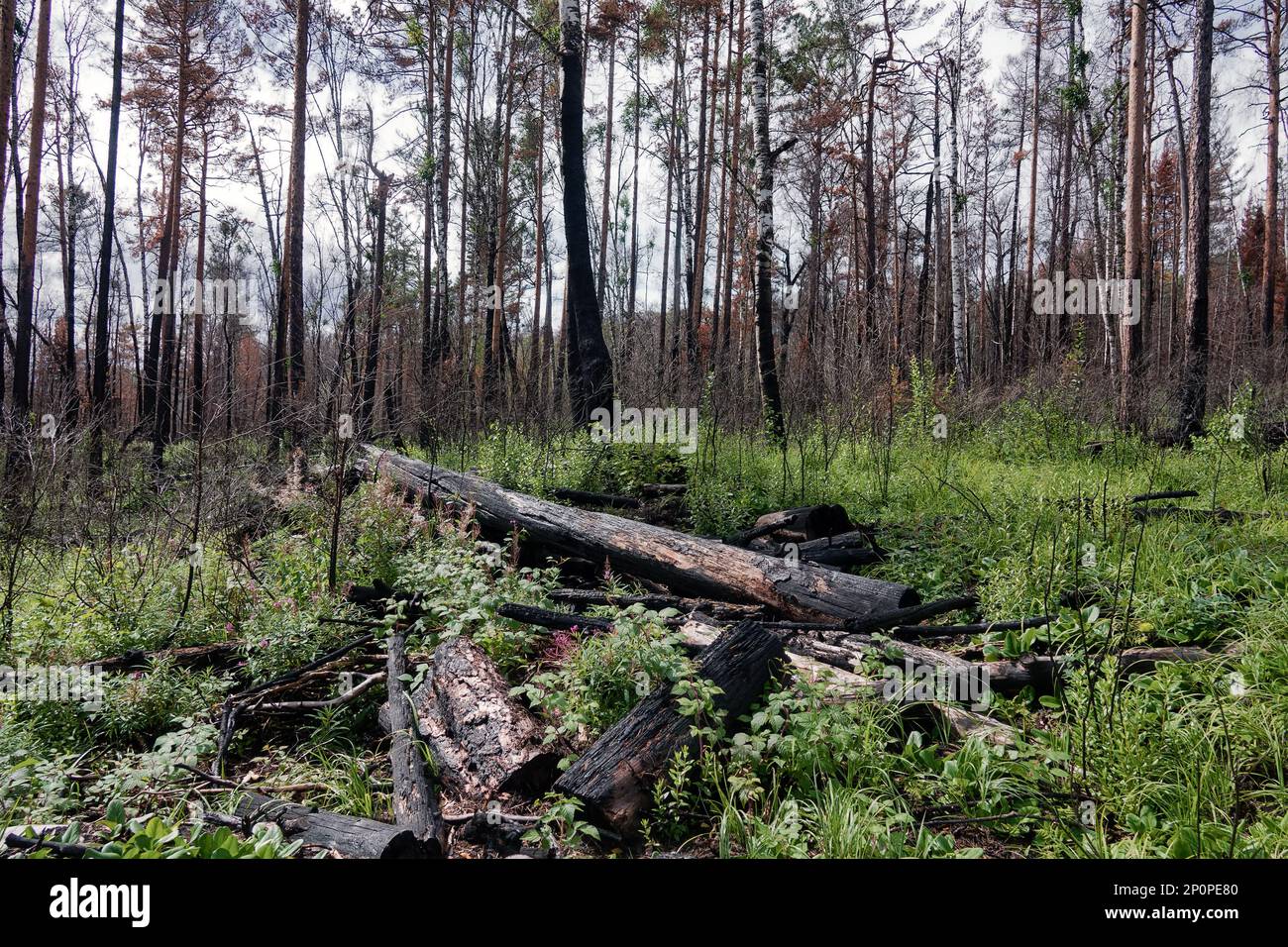 Fire-damaged forest boreal forests. Burnt boreal forests. Wildfire low ...