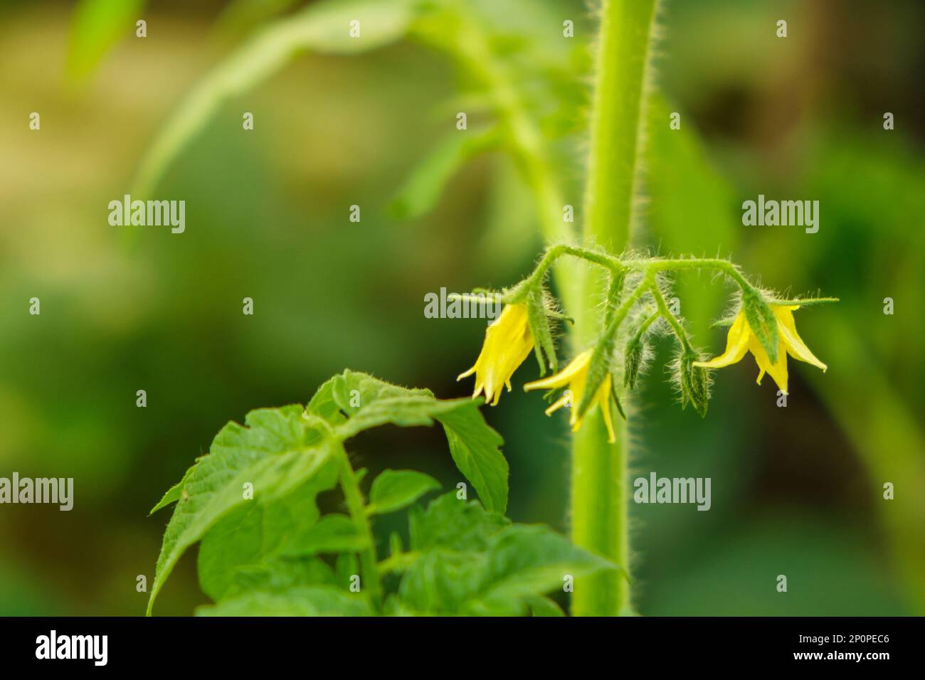 Close up shot of a flowering tomato bush. Growing tomatoes outdoors ...
