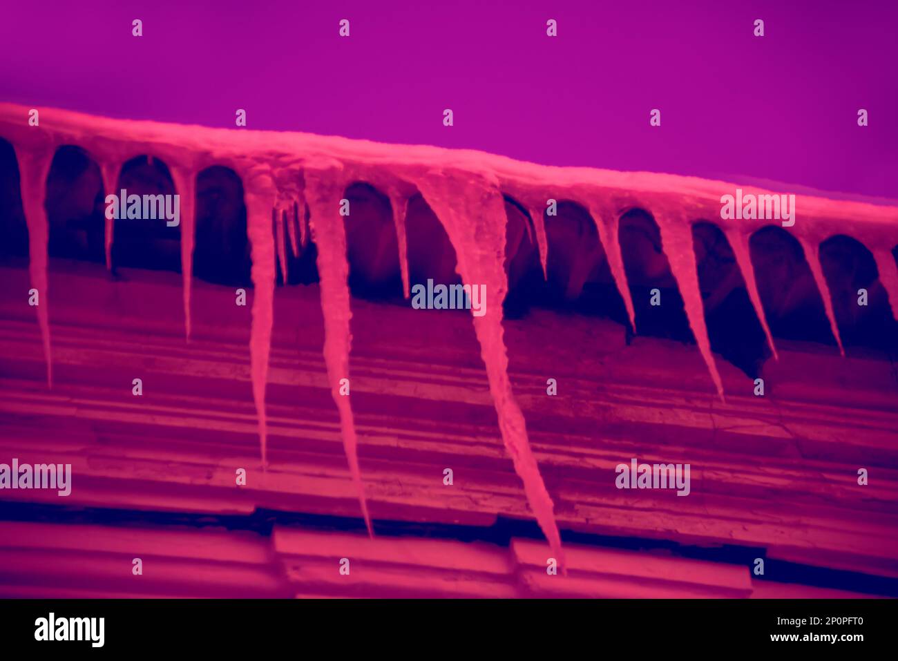 Pink icicles hanging from the roof of the house (icicles festoon the ...