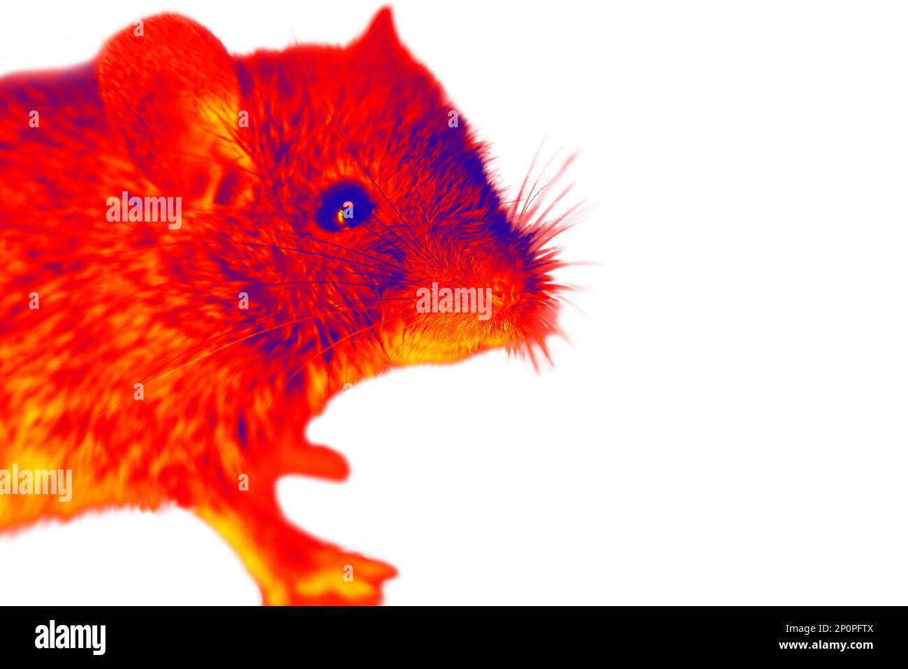 A gray mouse with big eyes in close-up. A rodent on a white background ...