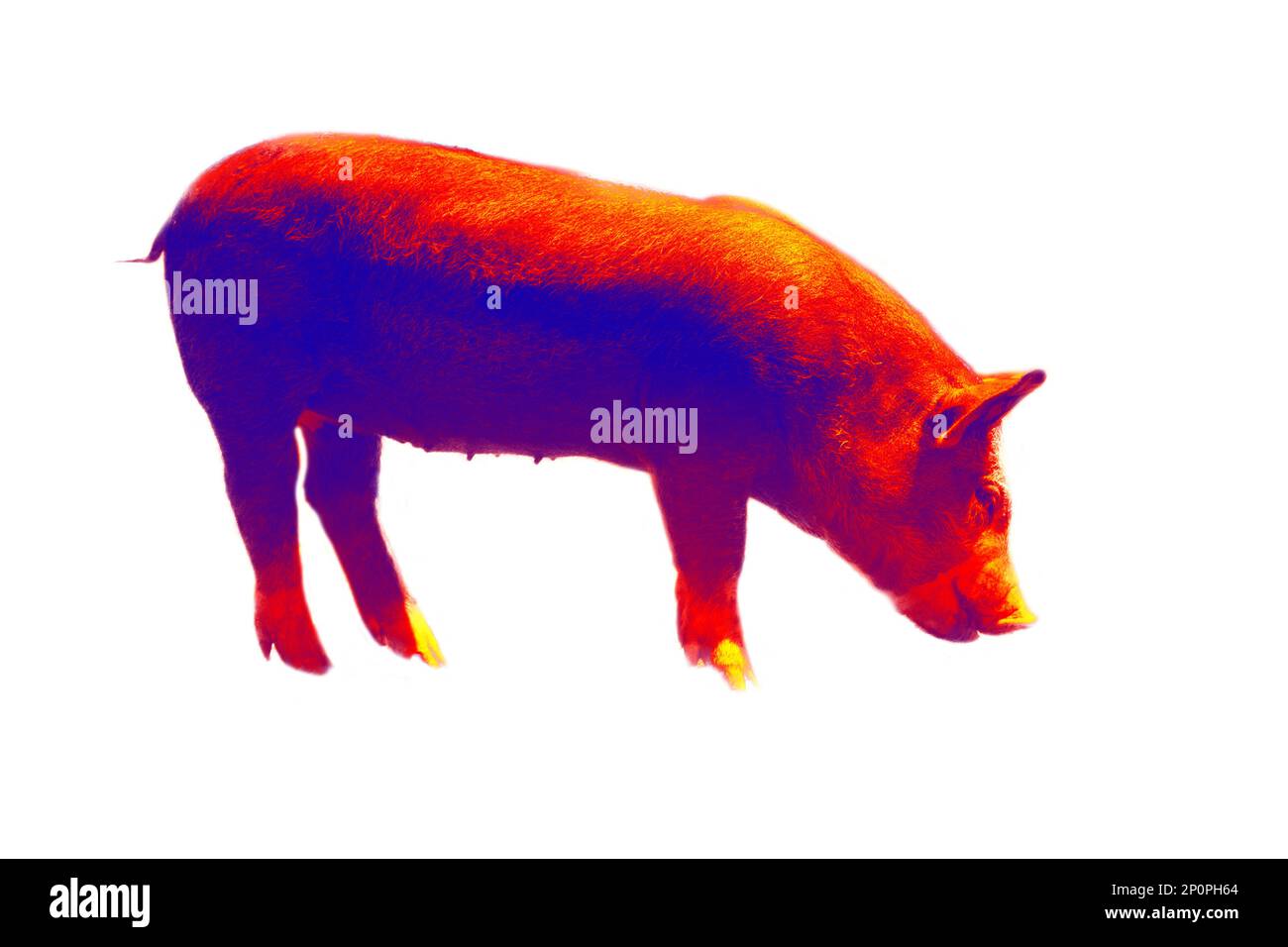The red breeding pig, sow. Illustration of thermal image on white ...