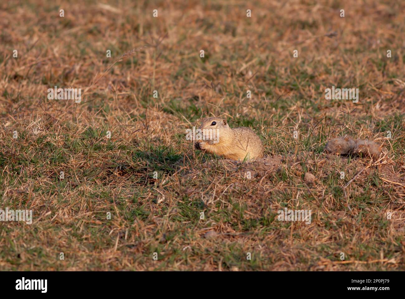 Spermophilus chipmunk ground squirrel gelengi Stock Photo - Alamy