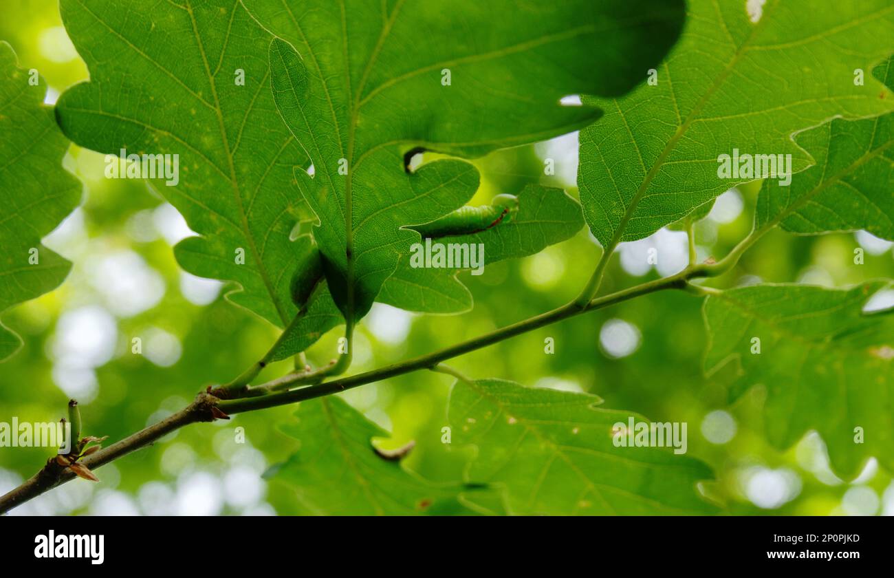Forest ecology, pest control. Caterpillar (larvae), probably oak pest ...