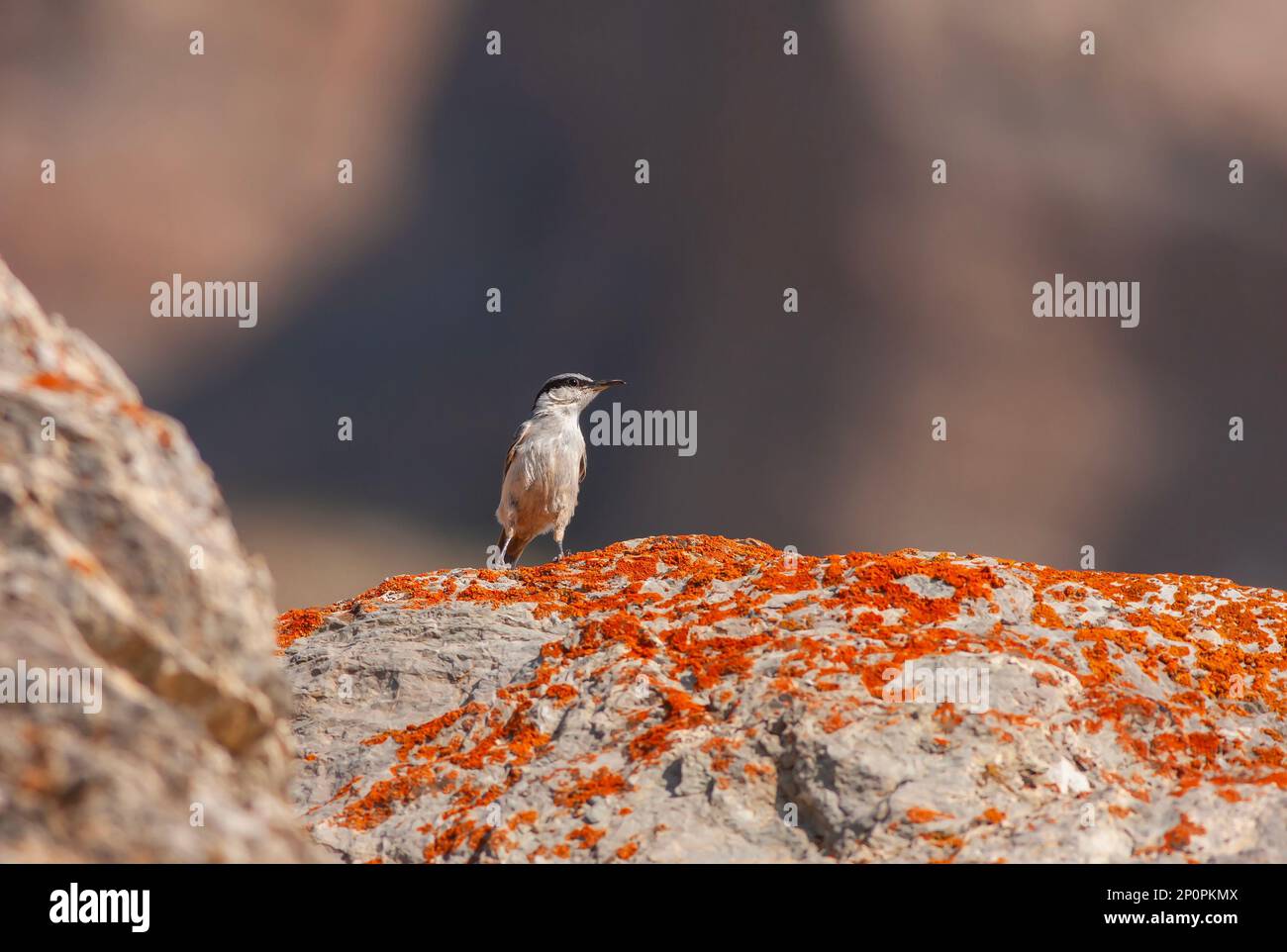 little bird watching around on the stone, Western Rock Nuthatch, Sitta ...