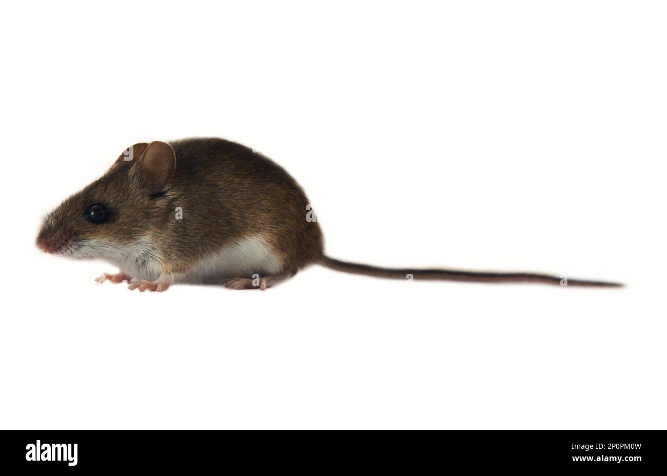 Theriology. Mouse-like rodents of boreal forests, north-east of Europe ...