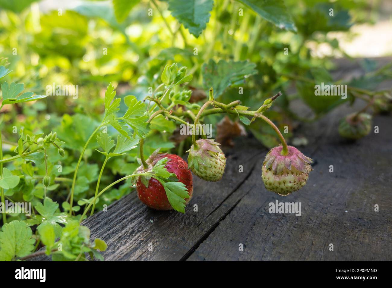 Strawberry plant. Garden stawberry bushes. Strawberries in growth at ...