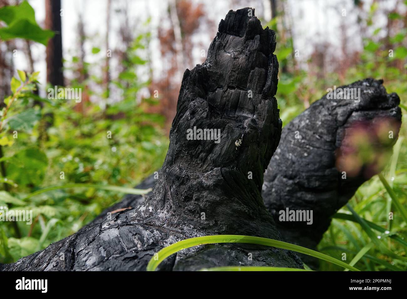 Fire-damaged forest boreal forests. Burnt boreal forests. Wildfire low ...
