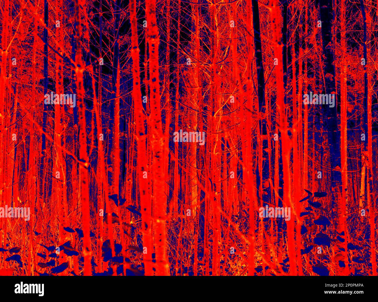 Half grown forest hi-res stock photography and images - Alamy