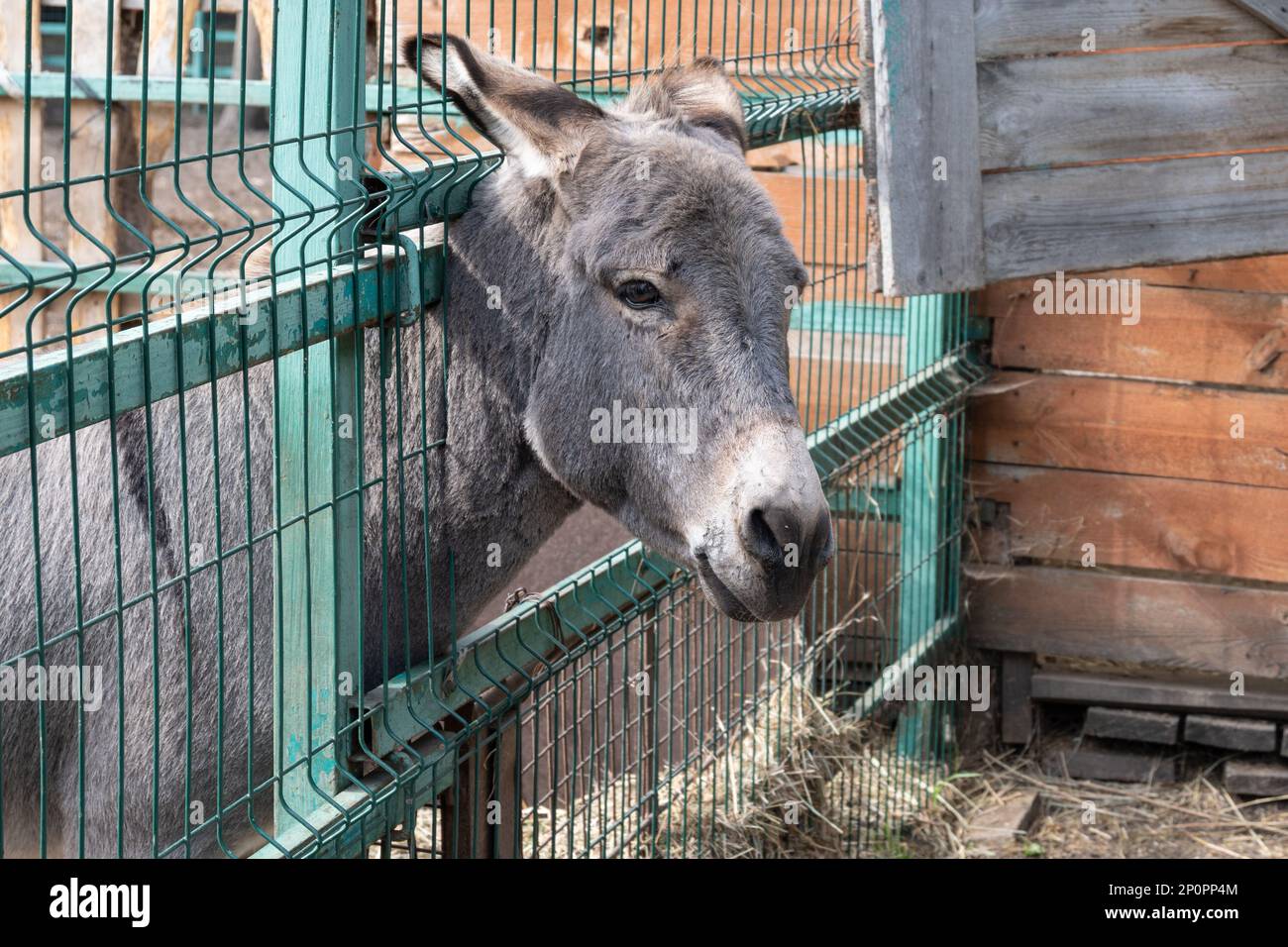 Sad donkey hi-res stock photography and images - Alamy