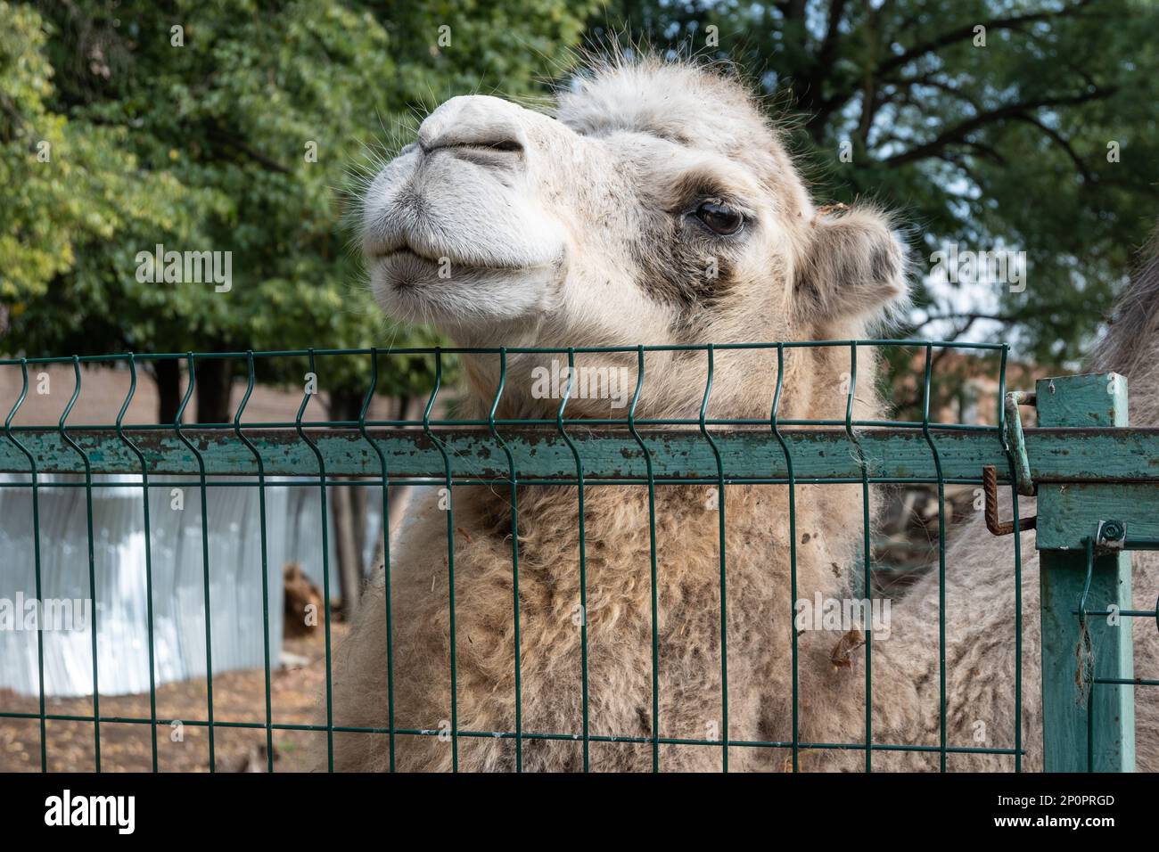 The zoo cage behind which the camel. Close up portrait of the animal ...