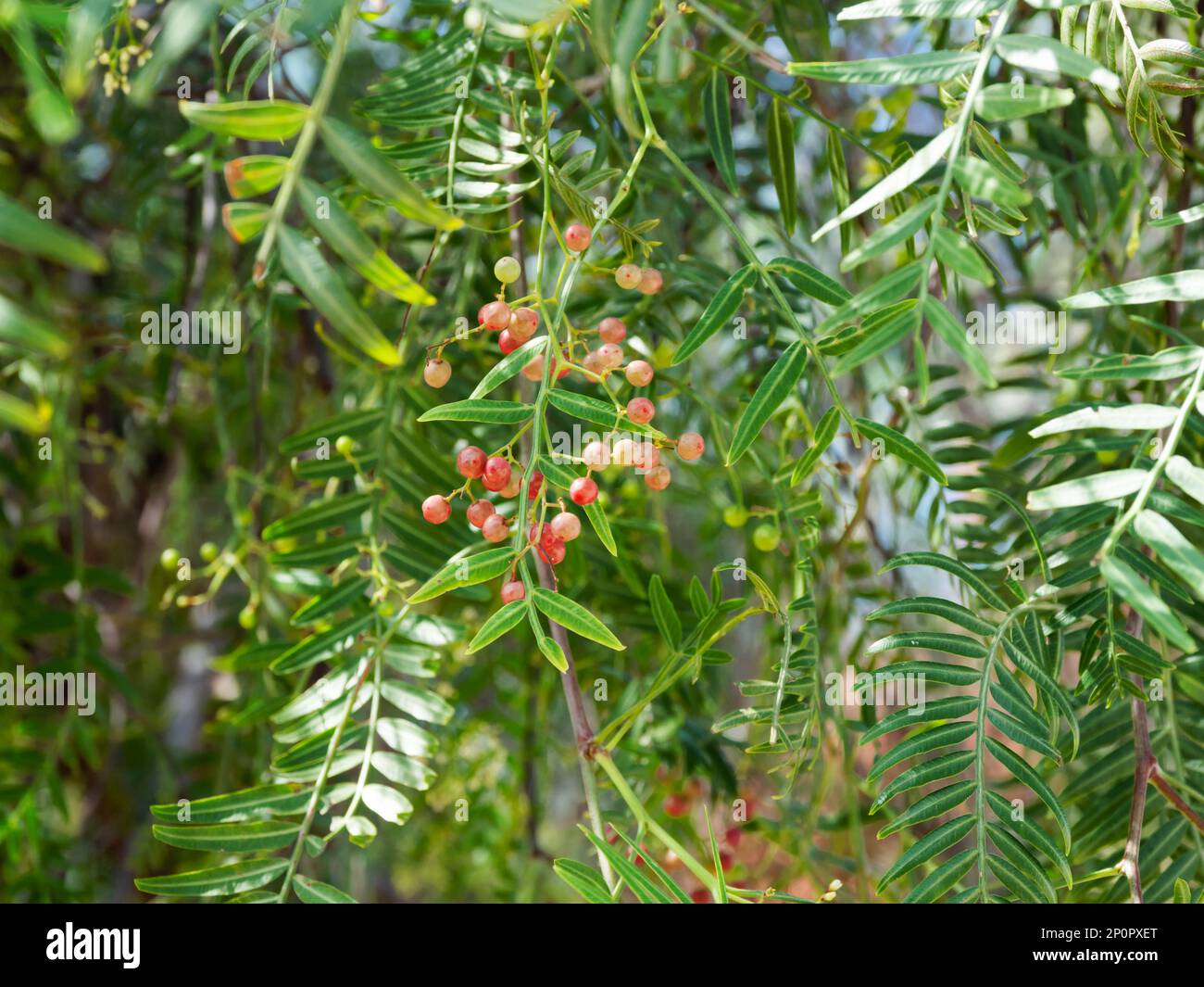 Pink peppercorn (baie rose, pink berry). Schinus molle or Peruvian ...