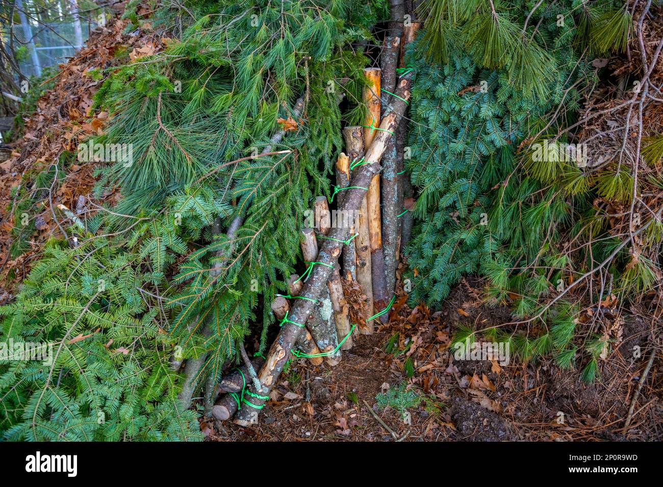 The door to a natural shelter that was built utilizing a fallen tree ...