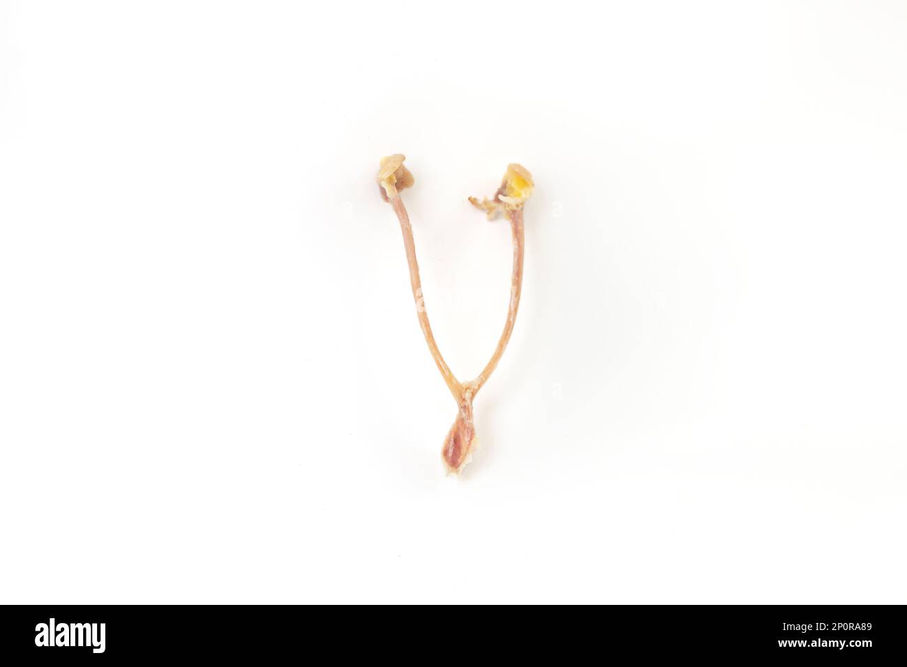 Chicken Wishbone isolated on White Background, soft focus close up ...