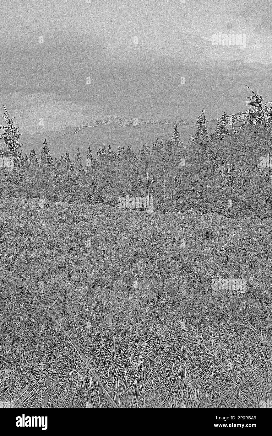 Flowering crocus field beside fir trees engraving hand drawn sketch ...
