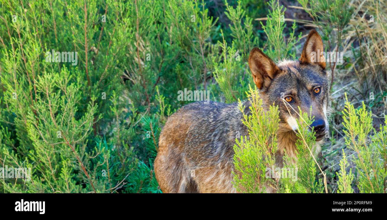 Iberian Wolf, Grey Wolf, Canis lupus signatus, Mediterranean Forest ...