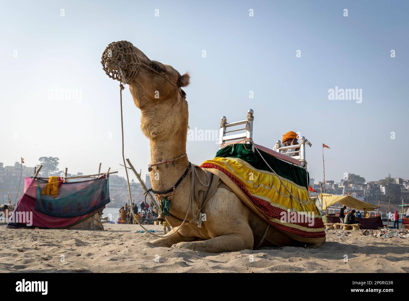 Kids are playing with camel and travelling Varanasi, Uttar Pradesh ...