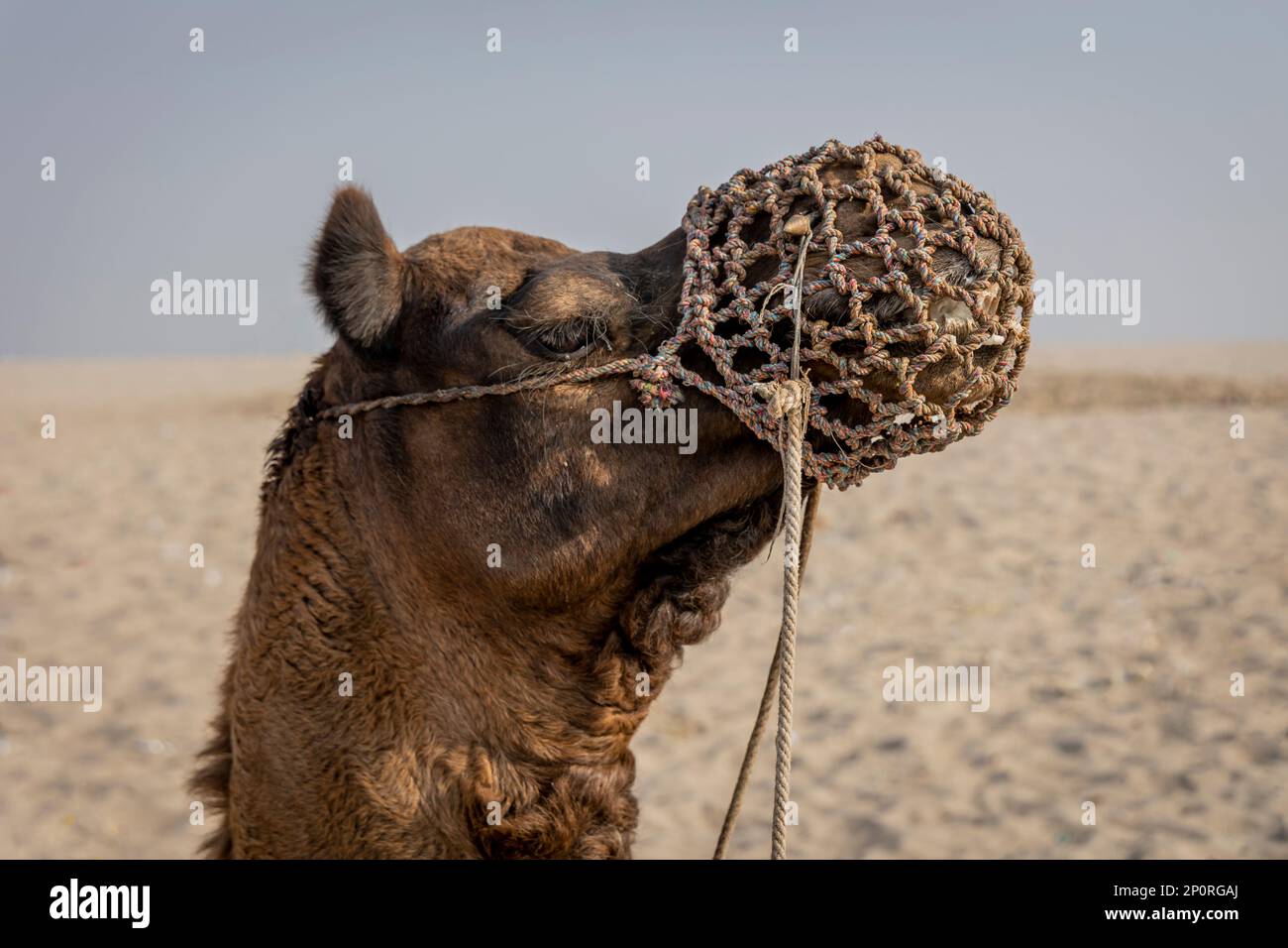 Kids are playing with camel and travelling Varanasi, Uttar Pradesh ...