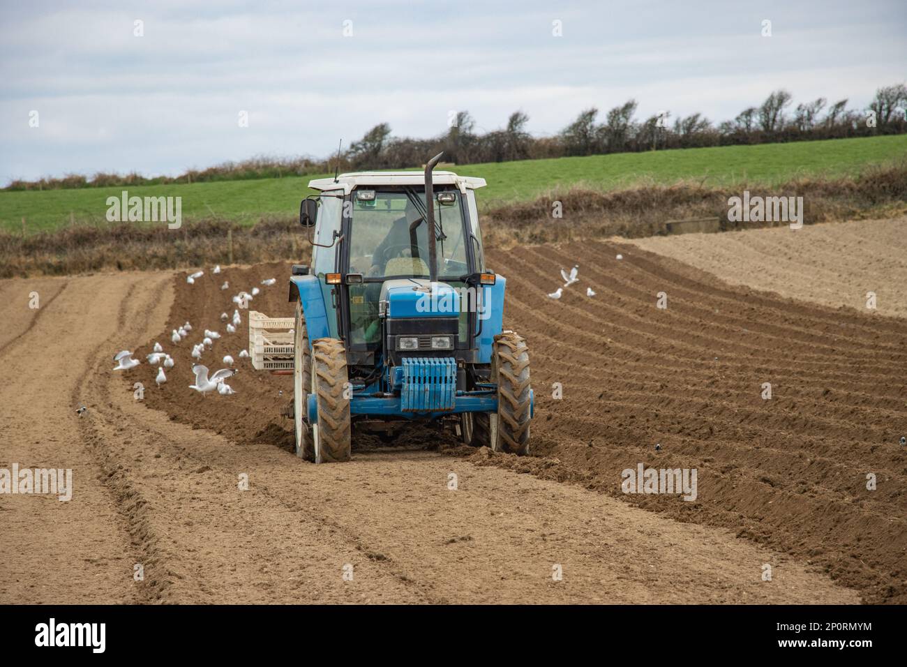 British queen potatoes hi-res stock photography and images - Alamy
