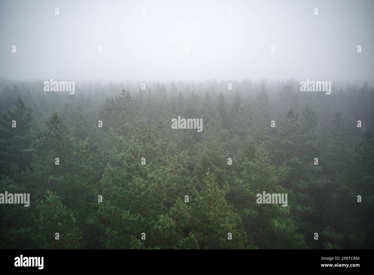 A stunning drone photo of a summer forest shrouded in thick fog. The ...