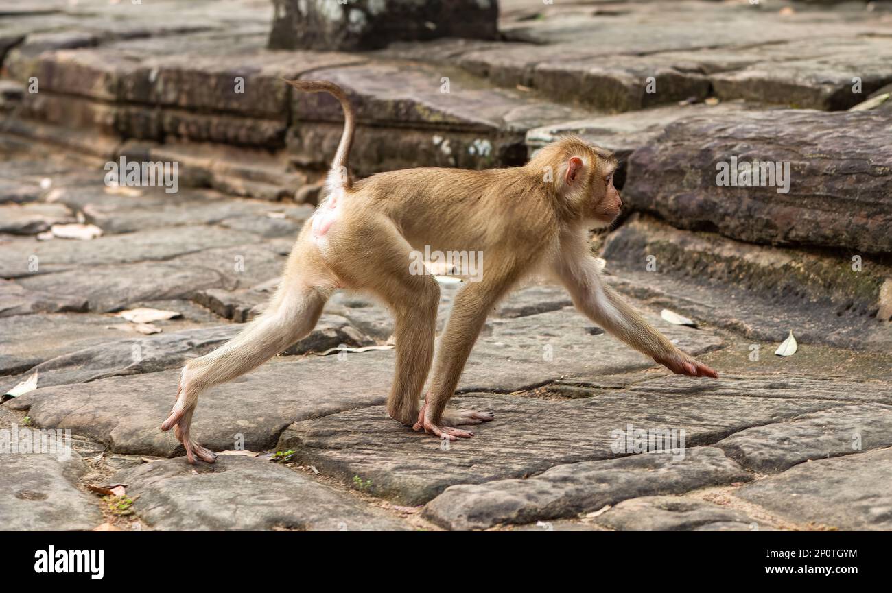 A long-tailed macaques monkey (macaca fascicularis fascicularis) walks ...