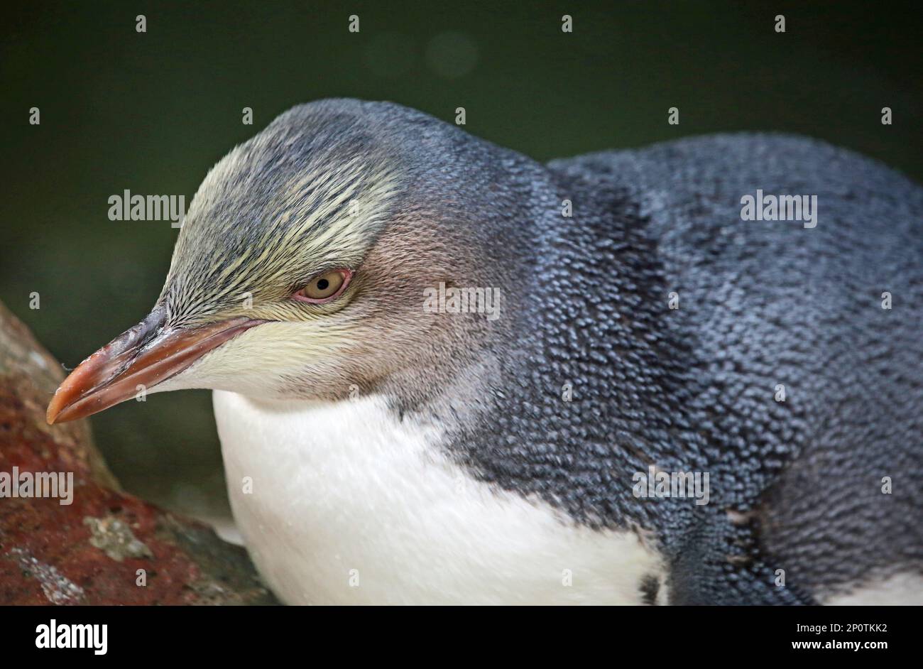Animal from new zealand hi-res stock photography and images - Alamy