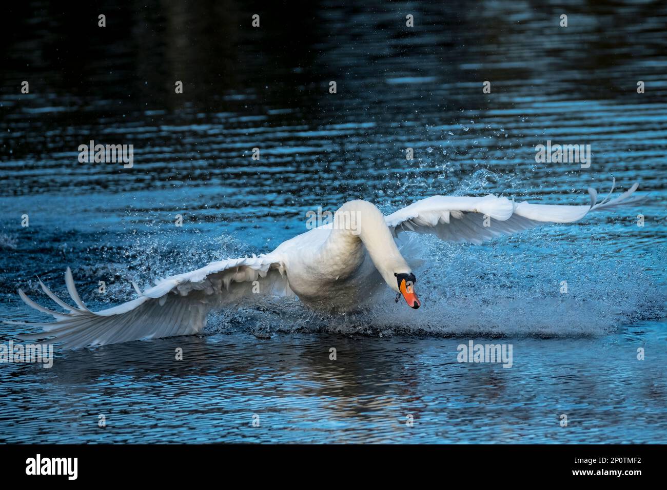 A Male swan speeds towards another while disputing territory Stock ...