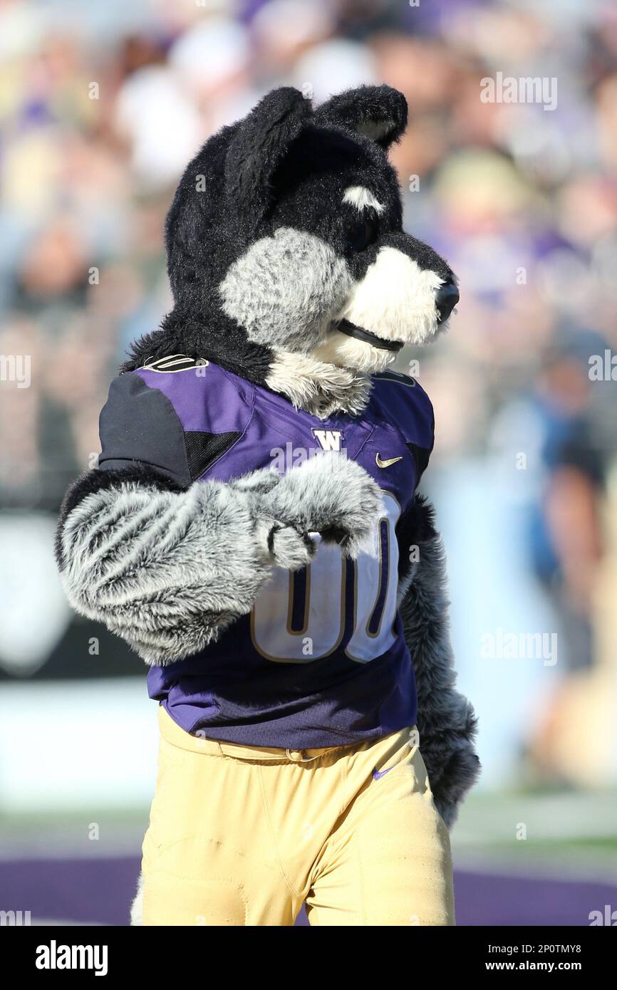 10 September 2016: Washington's Harry the Husky during the game against ...