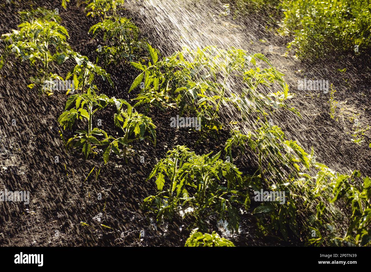 Agriculture water farming. Cultivated plant field watering plant tomato ...
