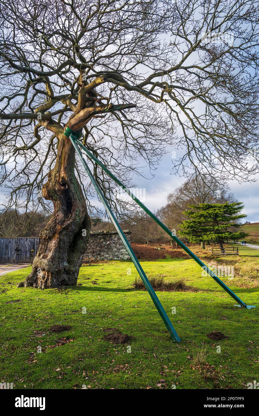 A veteran tree supported by a metal A frame Stock Photo - Alamy