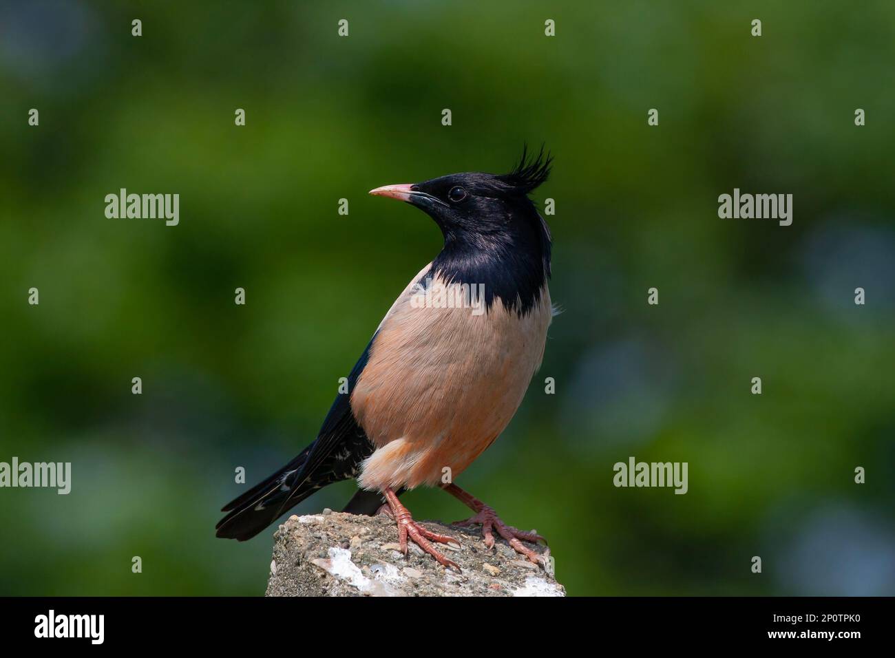 bird watching around on the stone, Rosy Starling, Pastor roseus Stock Photo - Alamy