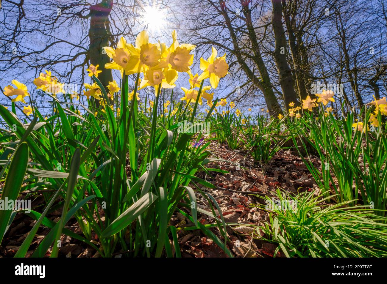 Daffodils growing on a bank in woodland Stock Photo - Alamy